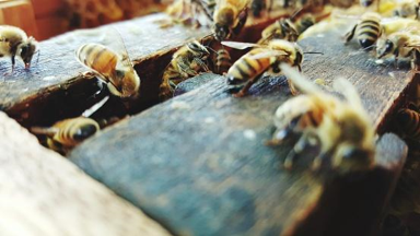 Le api selvatiche, pilastri della nostra agricoltura - Pink Lady®
